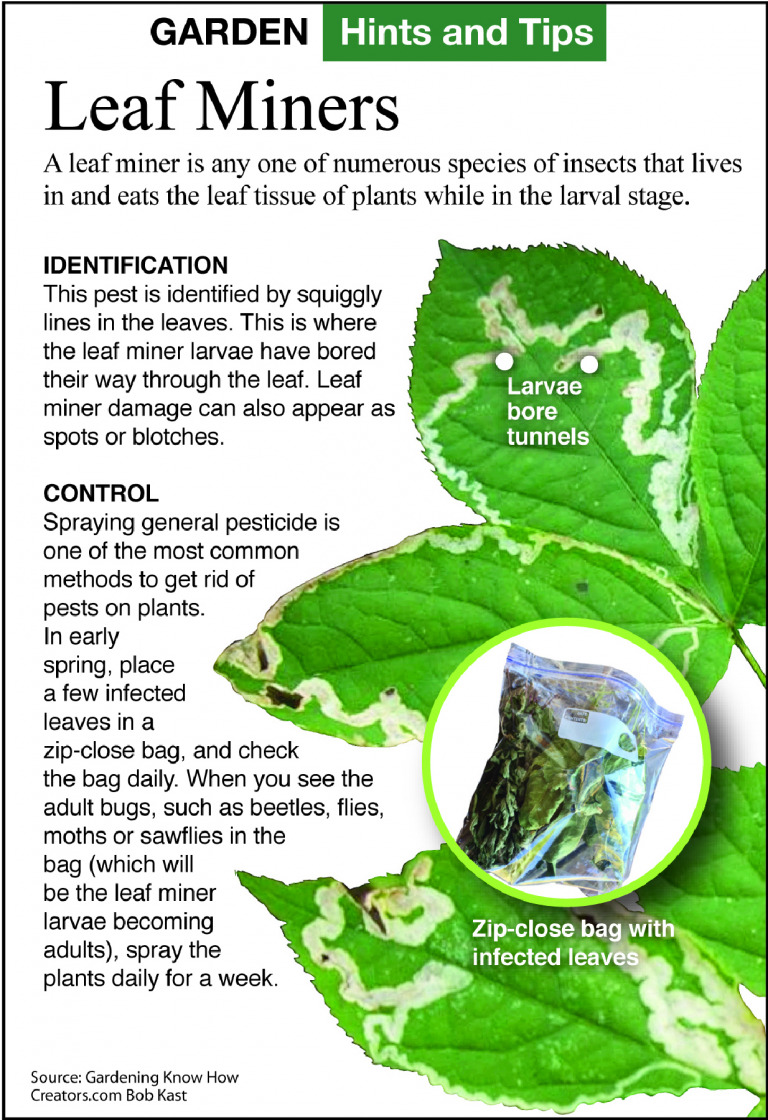 How to prevent leaf miners – Indianapolis Business Journal