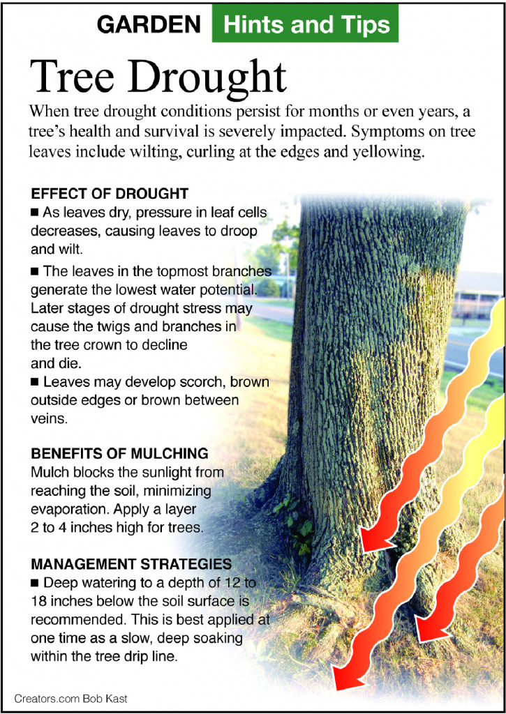 How to treat tree drought, save tree after heat damage – Indianapolis ...
