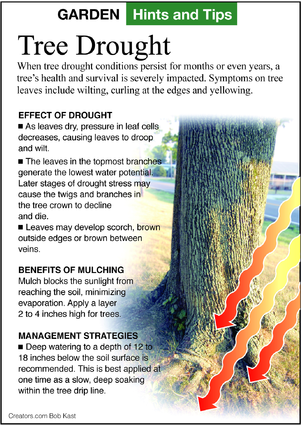 How to treat tree drought, save tree after heat damage – Indianapolis ...