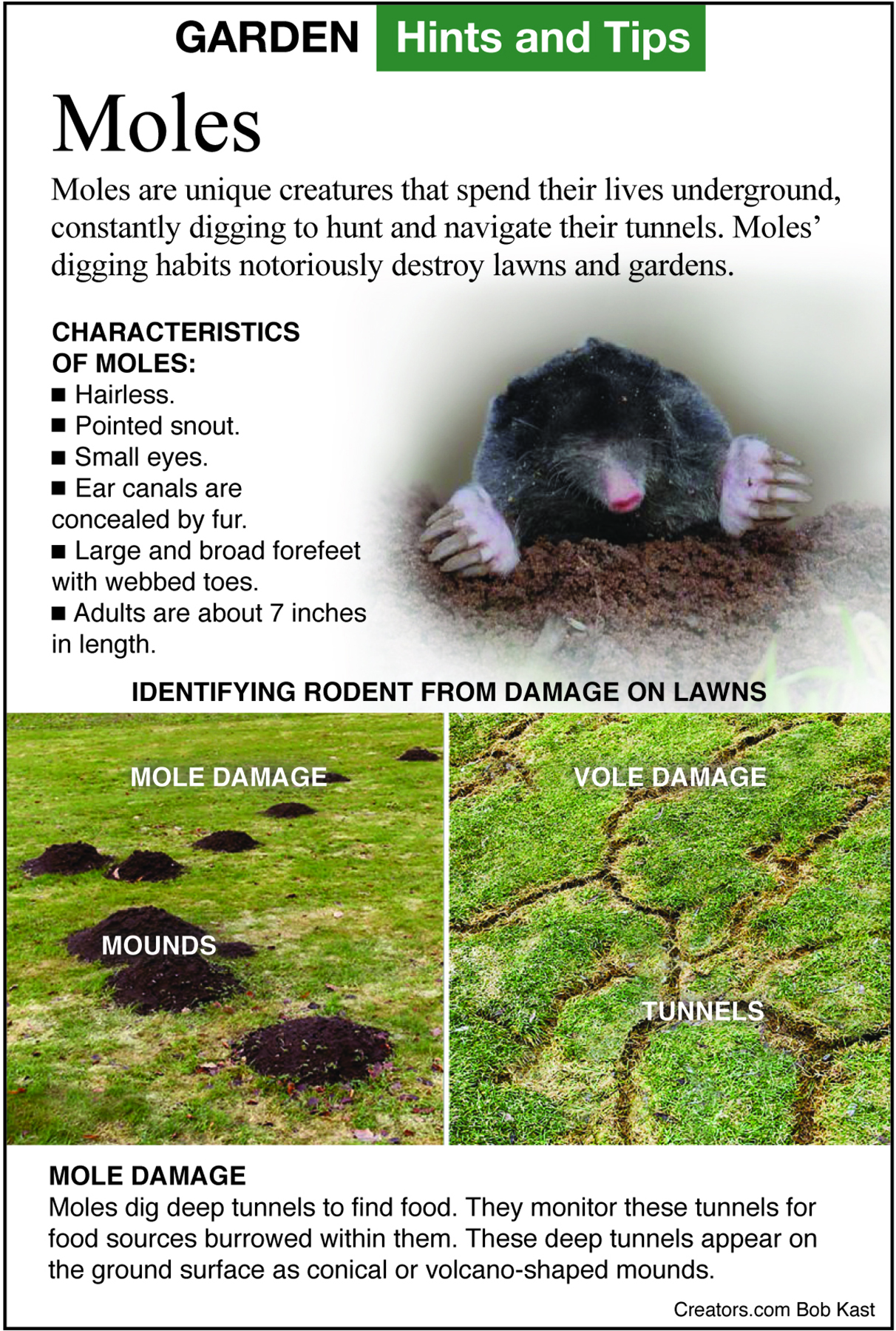 How to control moles in your yard – Indianapolis Business Journal