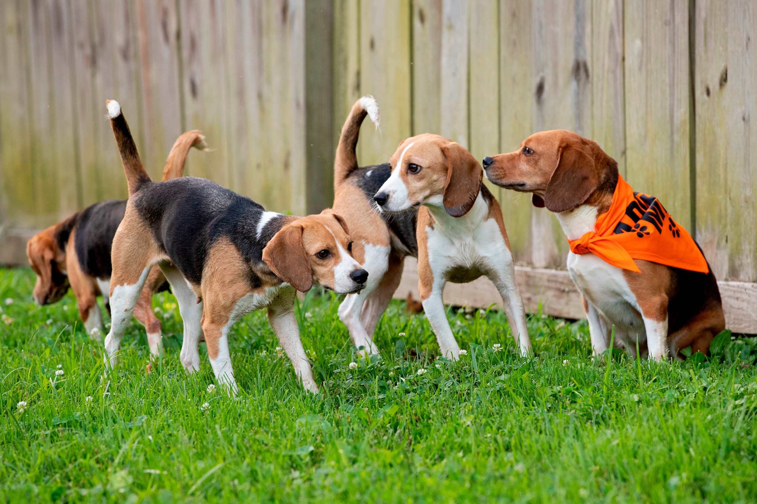 Indianapolis company that bred beagles for research pleads guilty to ...