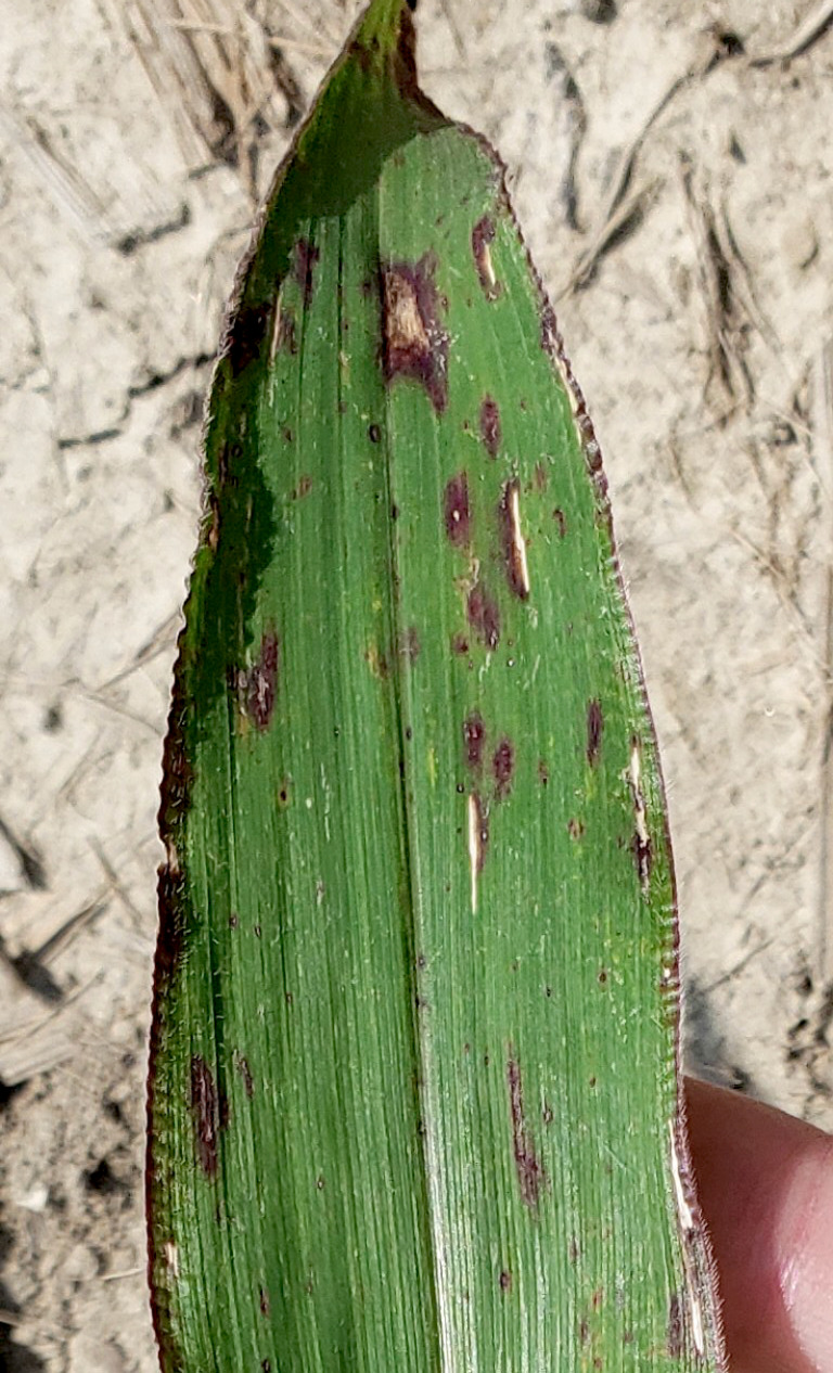 Purple maize: Hamilton County company helps corn warn of trouble ...