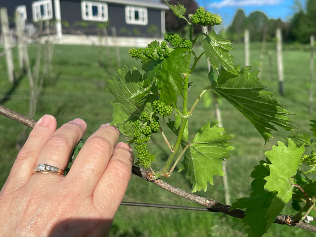 Made in Indiana: German-inspired wines by Winzerwald Winery ...