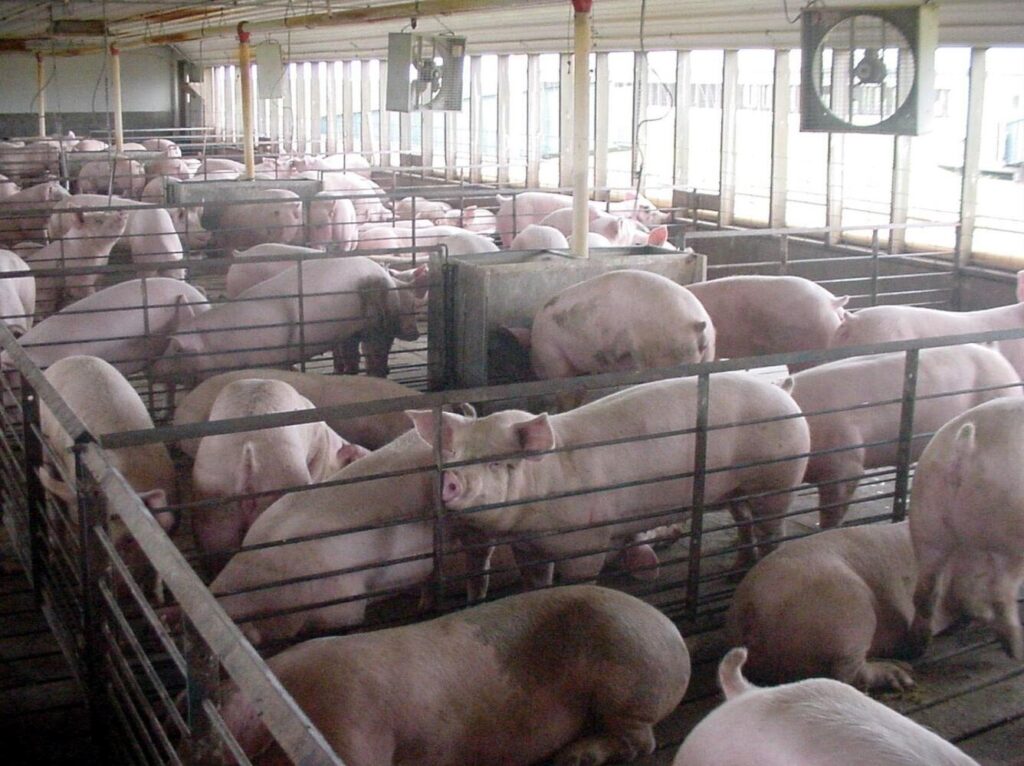 Farm animal welfare rules might be rolled back by Congress ...